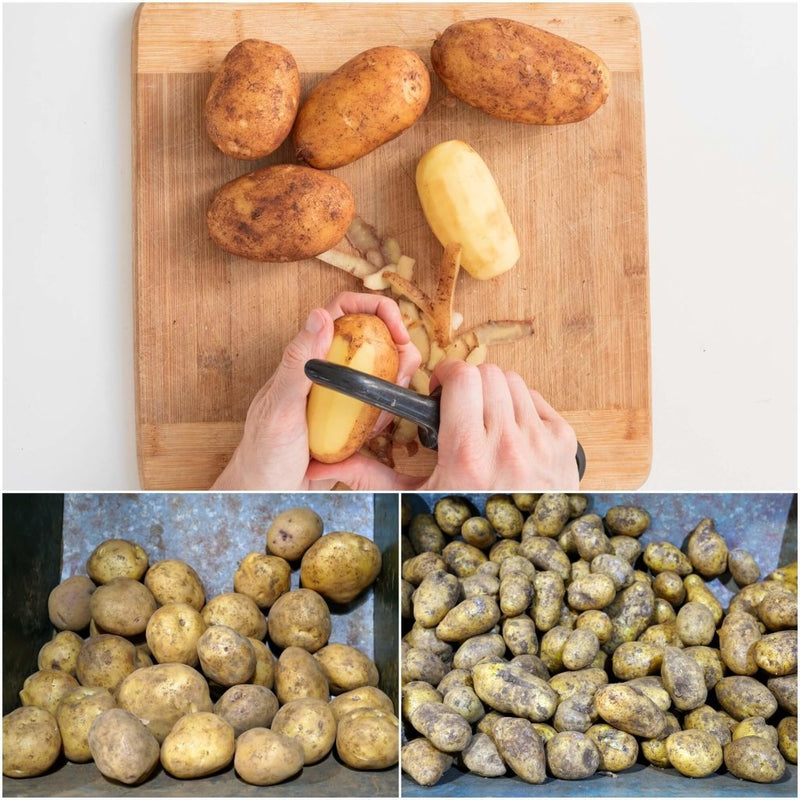 Buy Seed Potato - Dutch Cream Online | Happy Valley Seeds