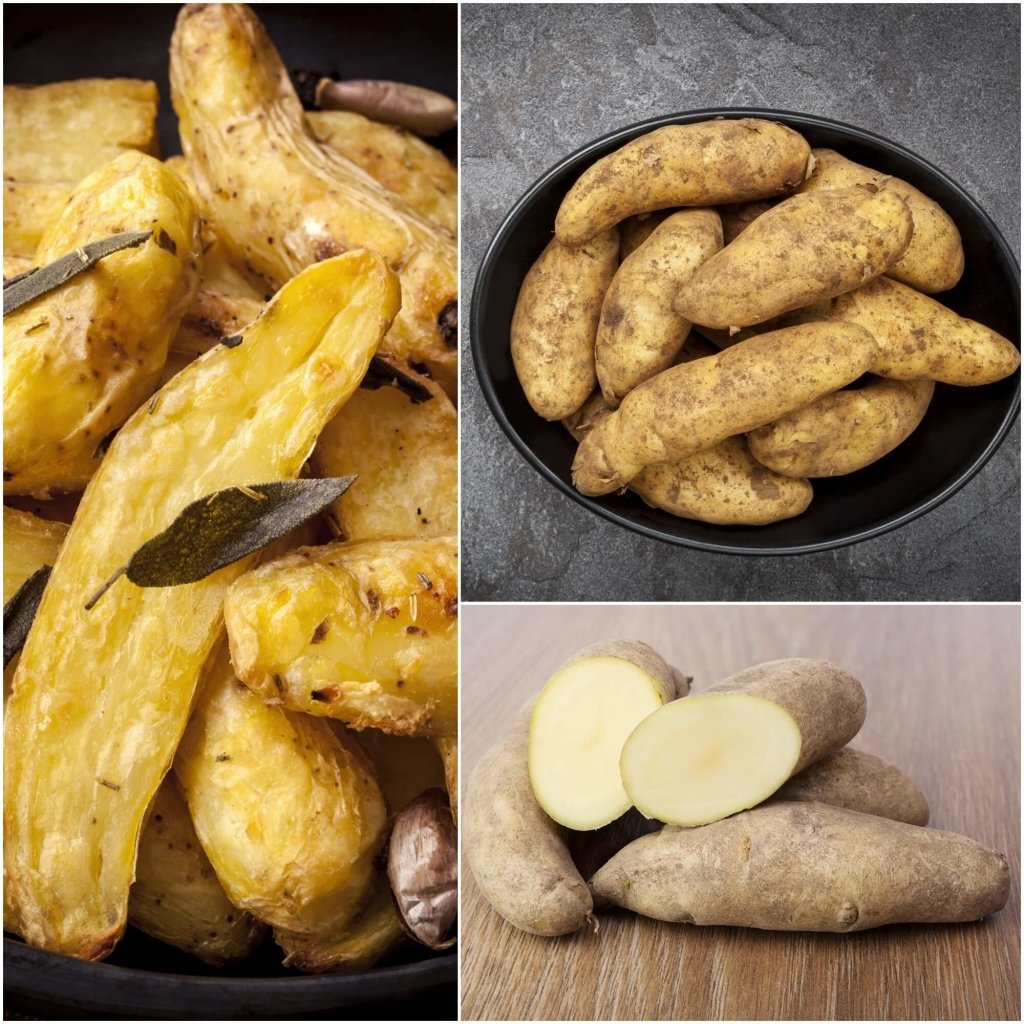 Seed Potato - Kipfler