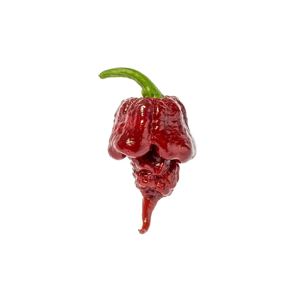 Buy Chilli - Carolina Reaper Chocolate seeds Online | Happy Valley Seeds