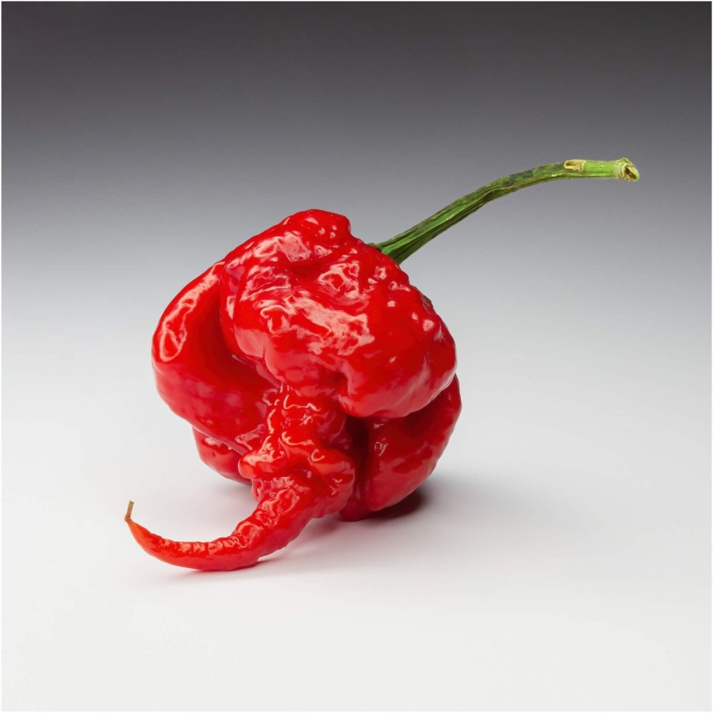 Buy Chilli - Carolina Reaper - Red seeds Online | Happy Valley Seeds