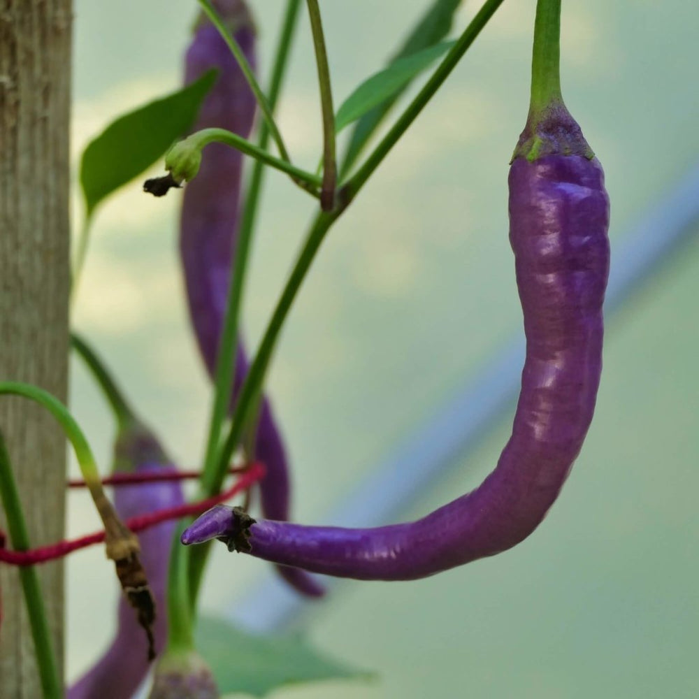 Buy Chilli - Cayenne Purple seeds Online | Happy Valley Seeds
