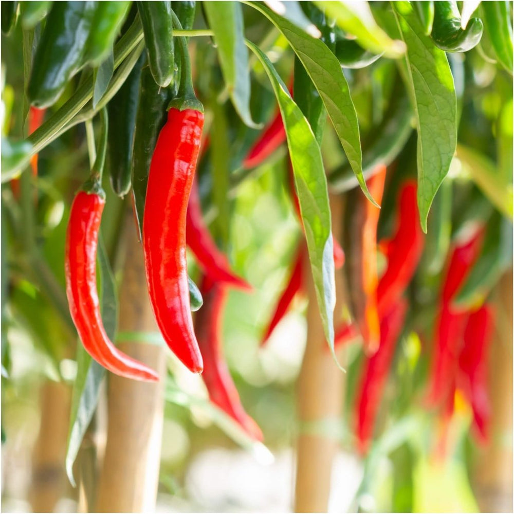 Chilli - Cayenne Red seeds