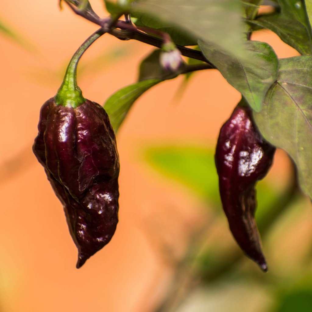 Buy Chilli - Devil's Tongue Chocolate seeds Online | Happy Valley Seeds