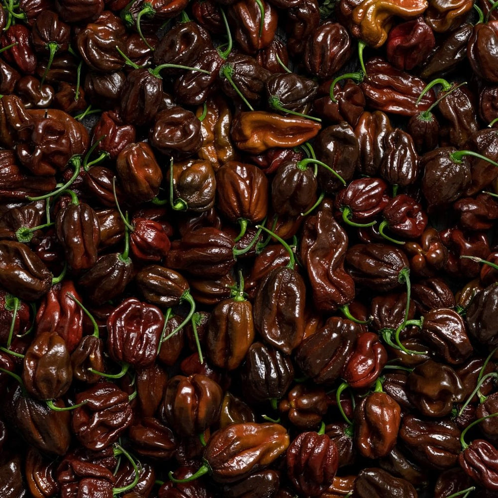 Buy Chilli - Habanero Chocolate seeds Online | Happy Valley Seeds