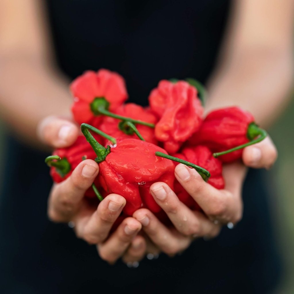 Buy Chilli - Habanero Red seeds Online | Happy Valley Seeds