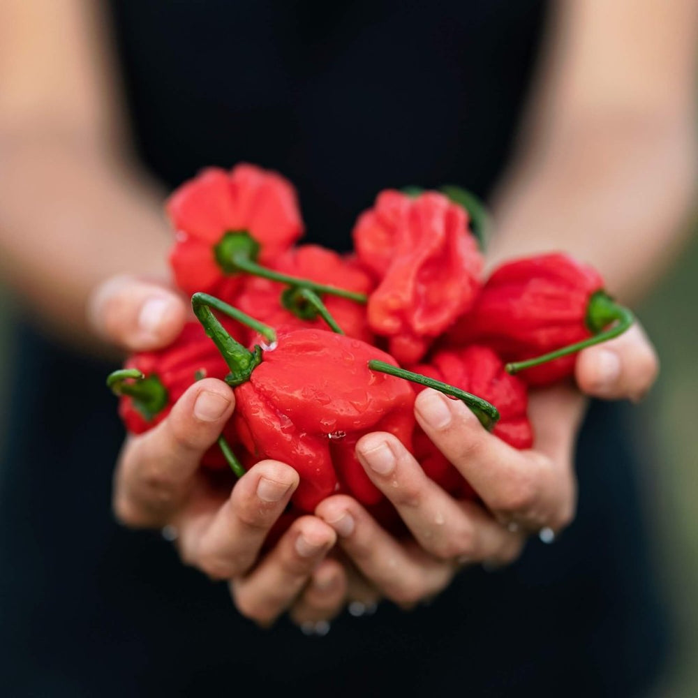 Buy Chilli seeds Online | Happy Valley Seeds