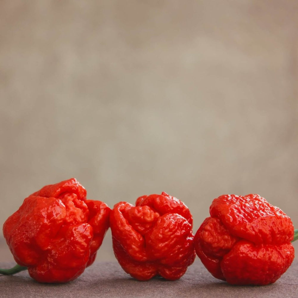 Buy Chilli - Trinidad Scorpion Moruga RED seeds Online | Happy Valley Seeds