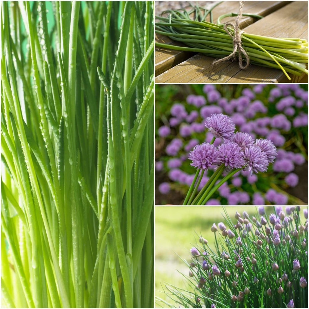 Buy Chives - Large seeds Online | Happy Valley Seeds