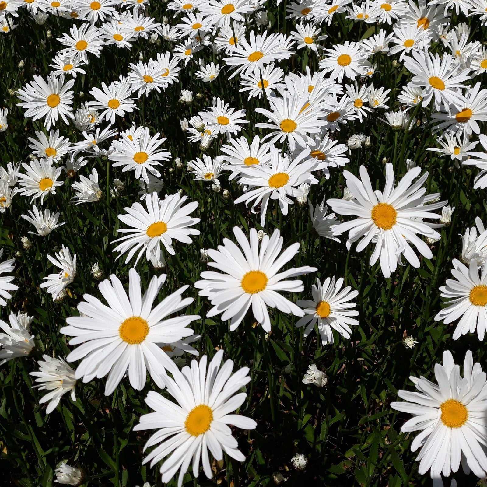 Chrysanthemum seeds