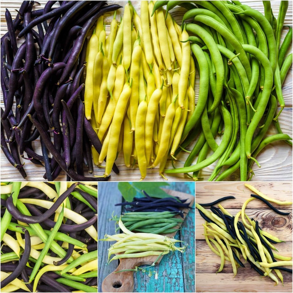 Buy Climbing Bean - Heirloom Mix seeds Online | Happy Valley Seeds