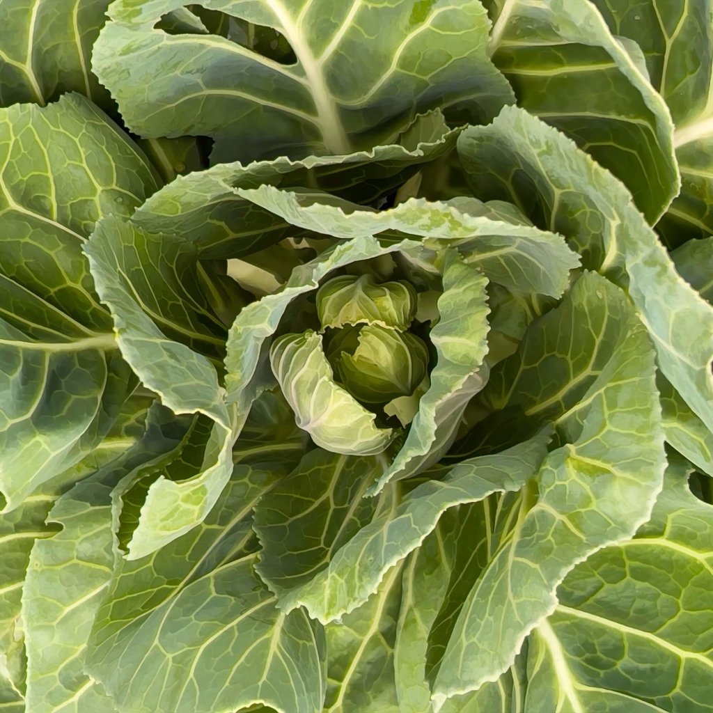 Buy Collards - Vates seeds Online | Happy Valley Seeds