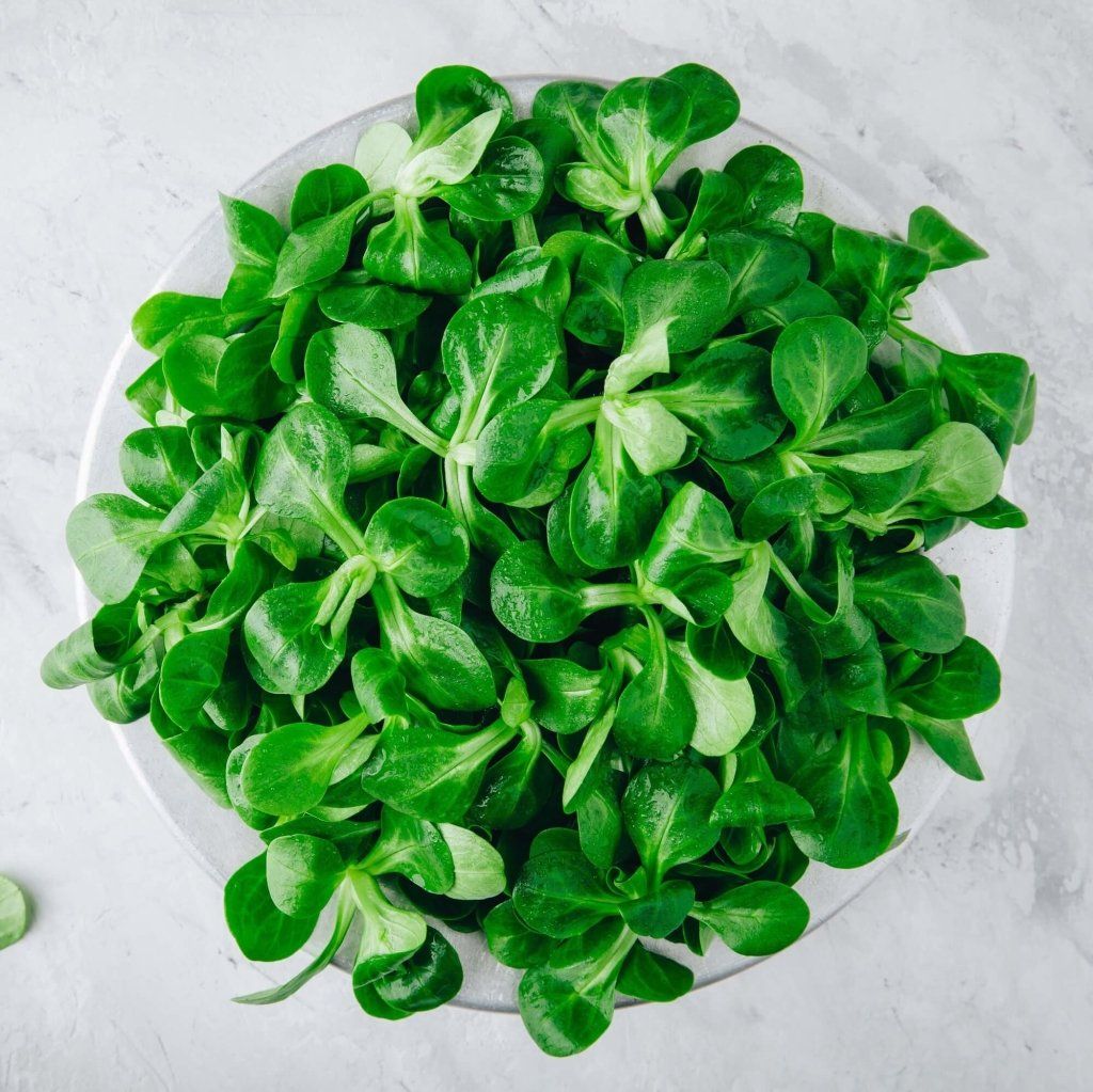 Buy Corn Salad - Large Dutch seeds Online | Happy Valley Seeds