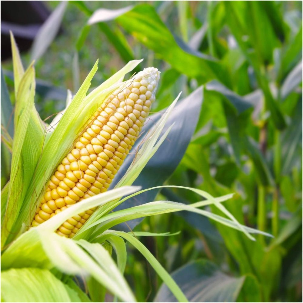 Corn seeds