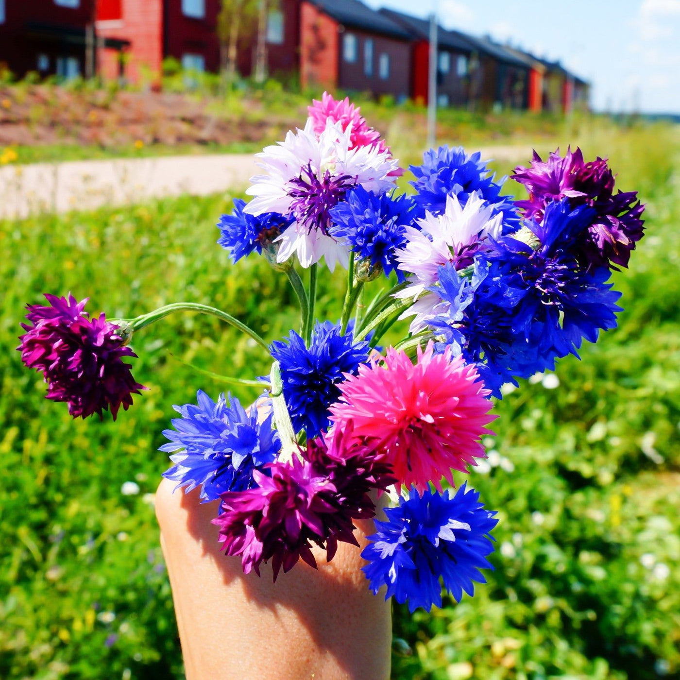 Buy Cornflower seeds Online | Happy Valley Seeds