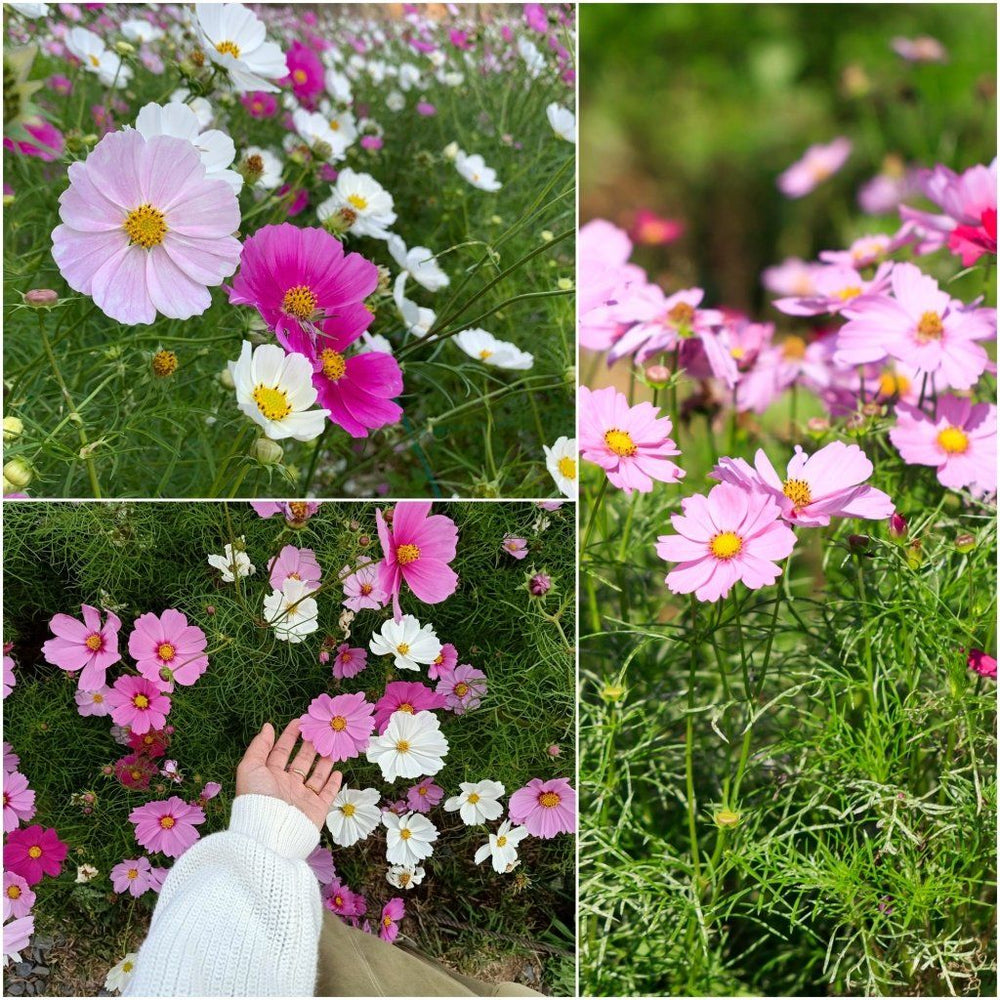 Buy Cosmos - Dwarf Sensation Mixed seeds Online | Happy Valley Seeds