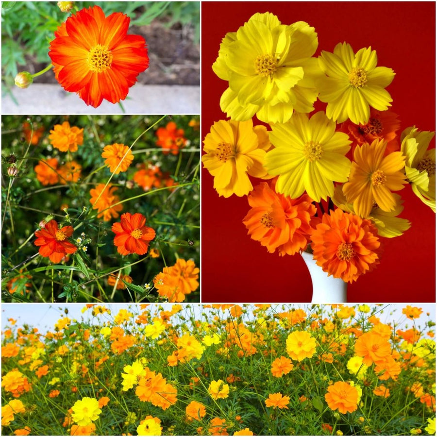 Buy Cosmos - Polidor Mix seeds Online | Happy Valley Seeds