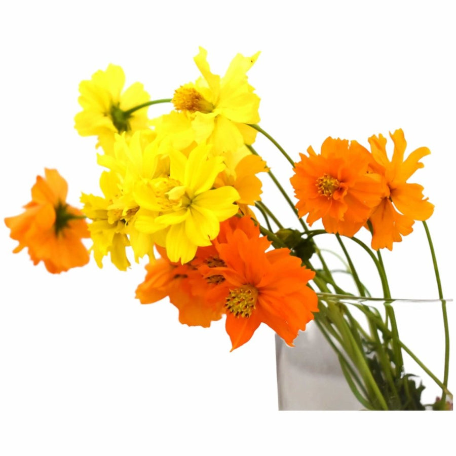 Buy Cosmos - Polidor Mix seeds Online | Happy Valley Seeds