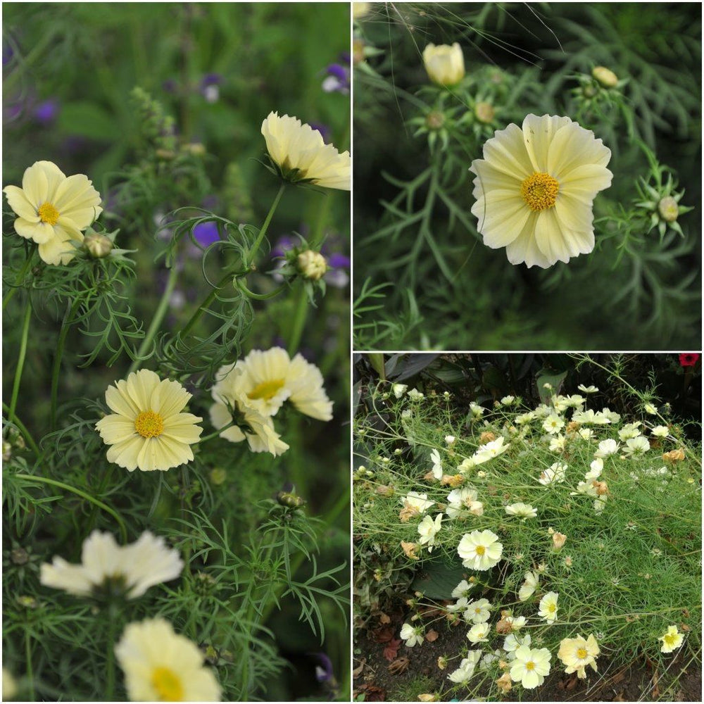 Cosmos - Sunset Yellow seeds