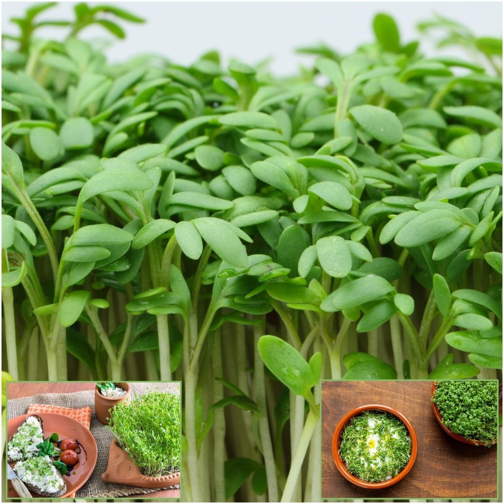 Cress - Extra Curled seeds