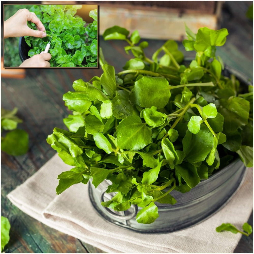 Buy Cress - Watercress seeds Online | Happy Valley Seeds