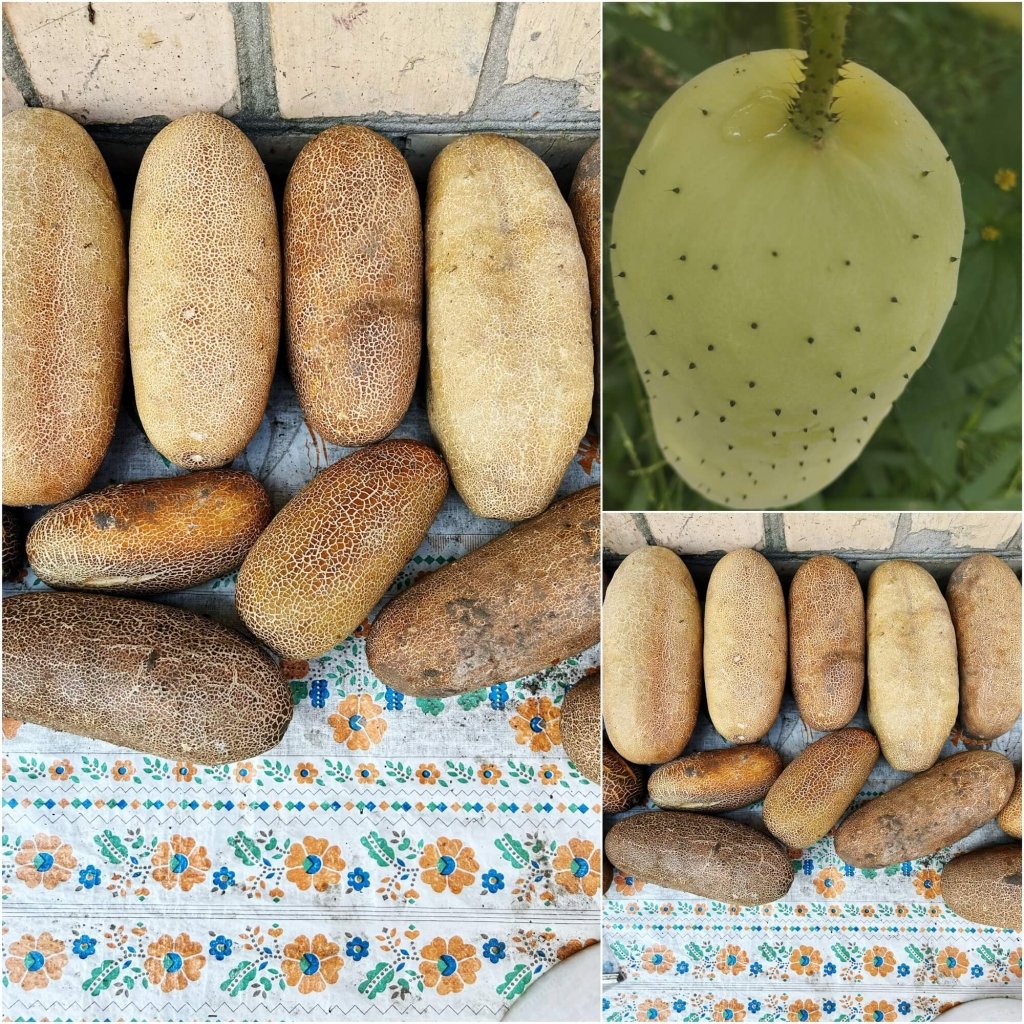 Buy Cucumber - Poona Kheera seeds Online | Happy Valley Seeds