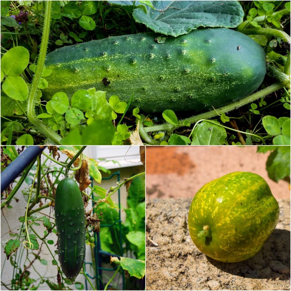 Cucumber Seeds - Assorted 3 Packs (B)