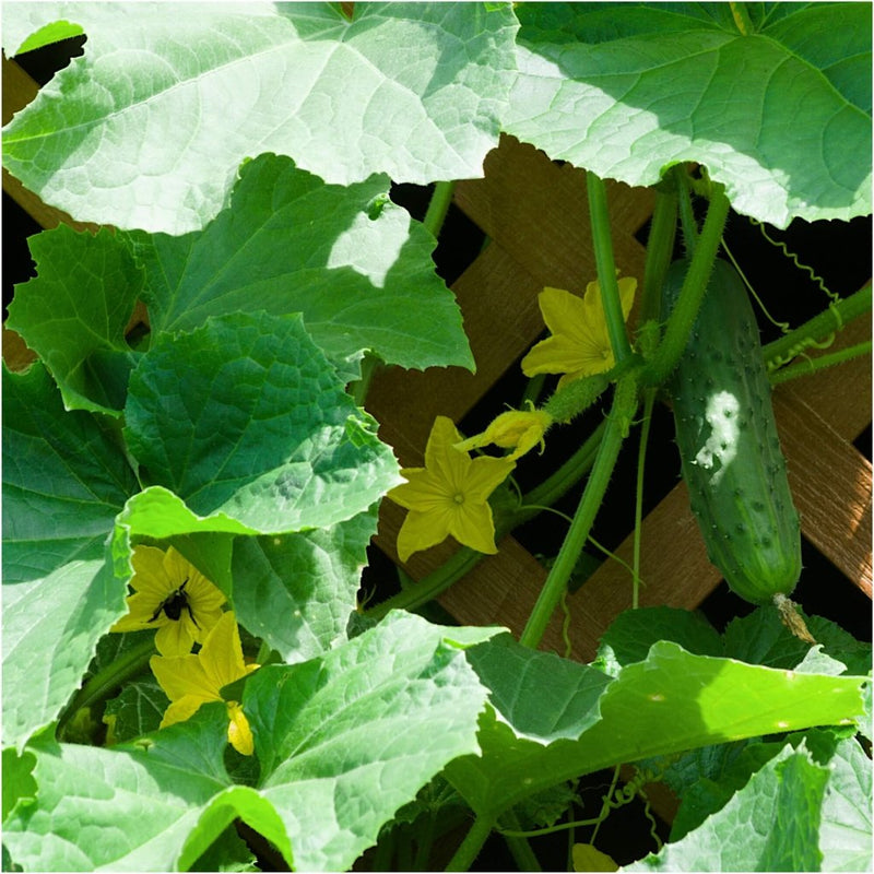 Buy Cucumber - Spacemaster seeds Online | Happy Valley Seeds