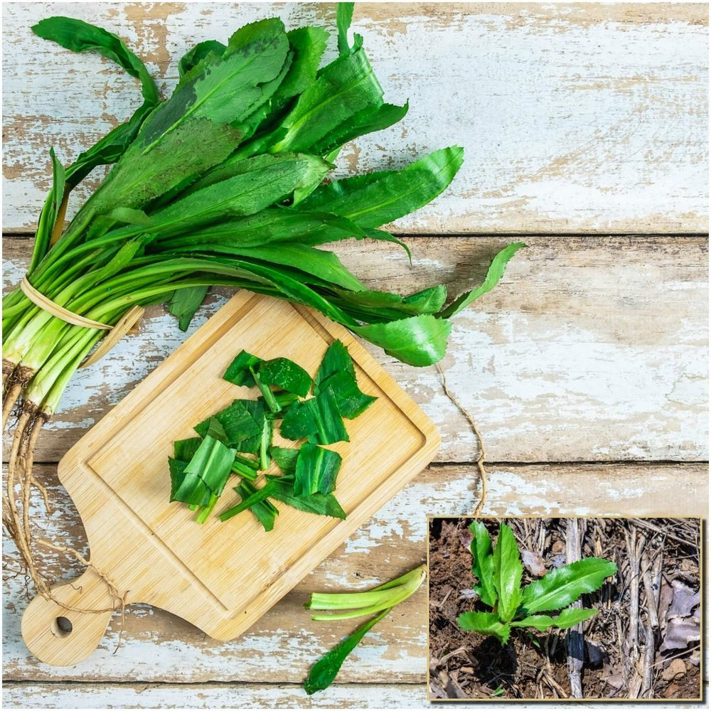 Buy Culantro Mexican Coriander seeds Online | Happy Valley Seeds