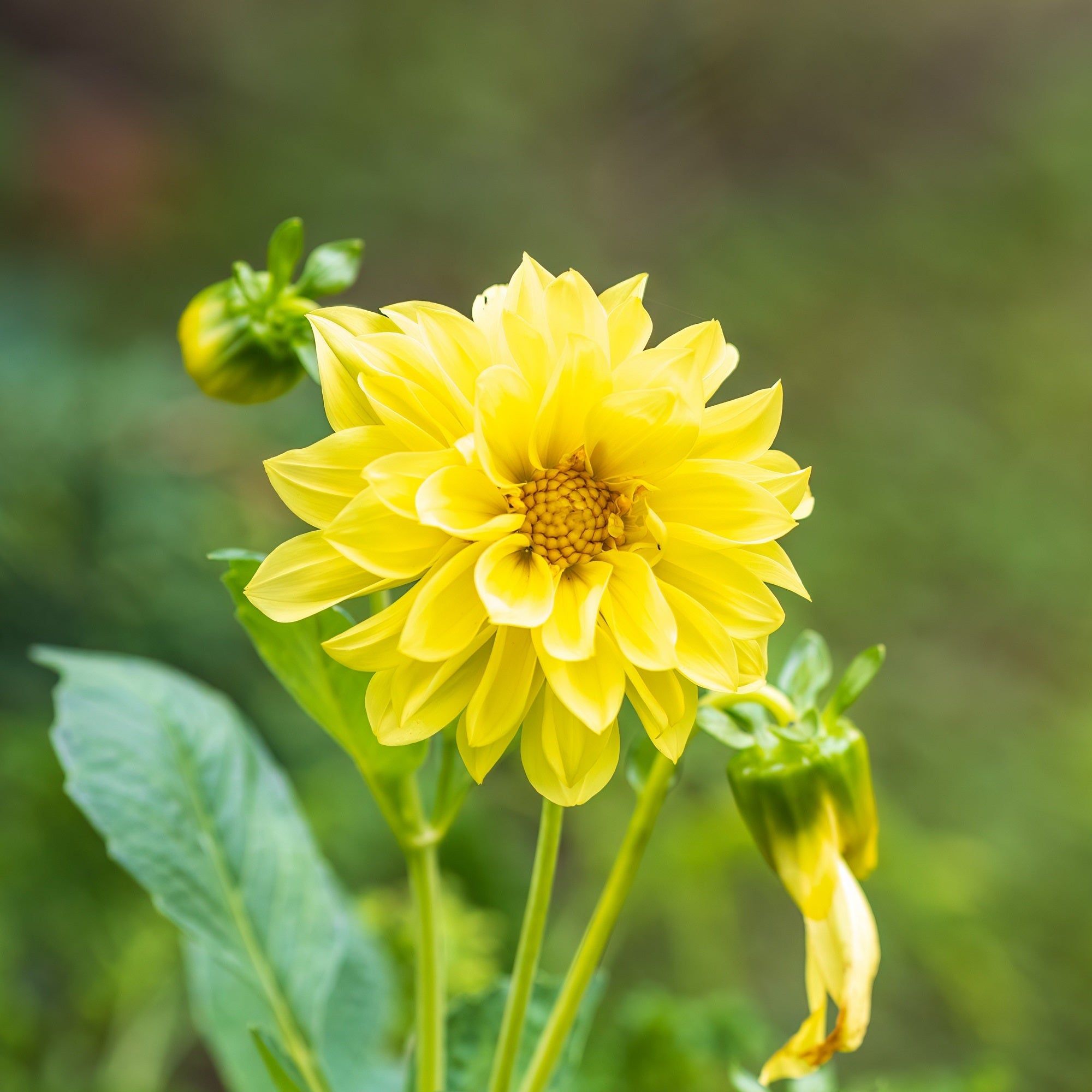 Yellow Dahlia Flower