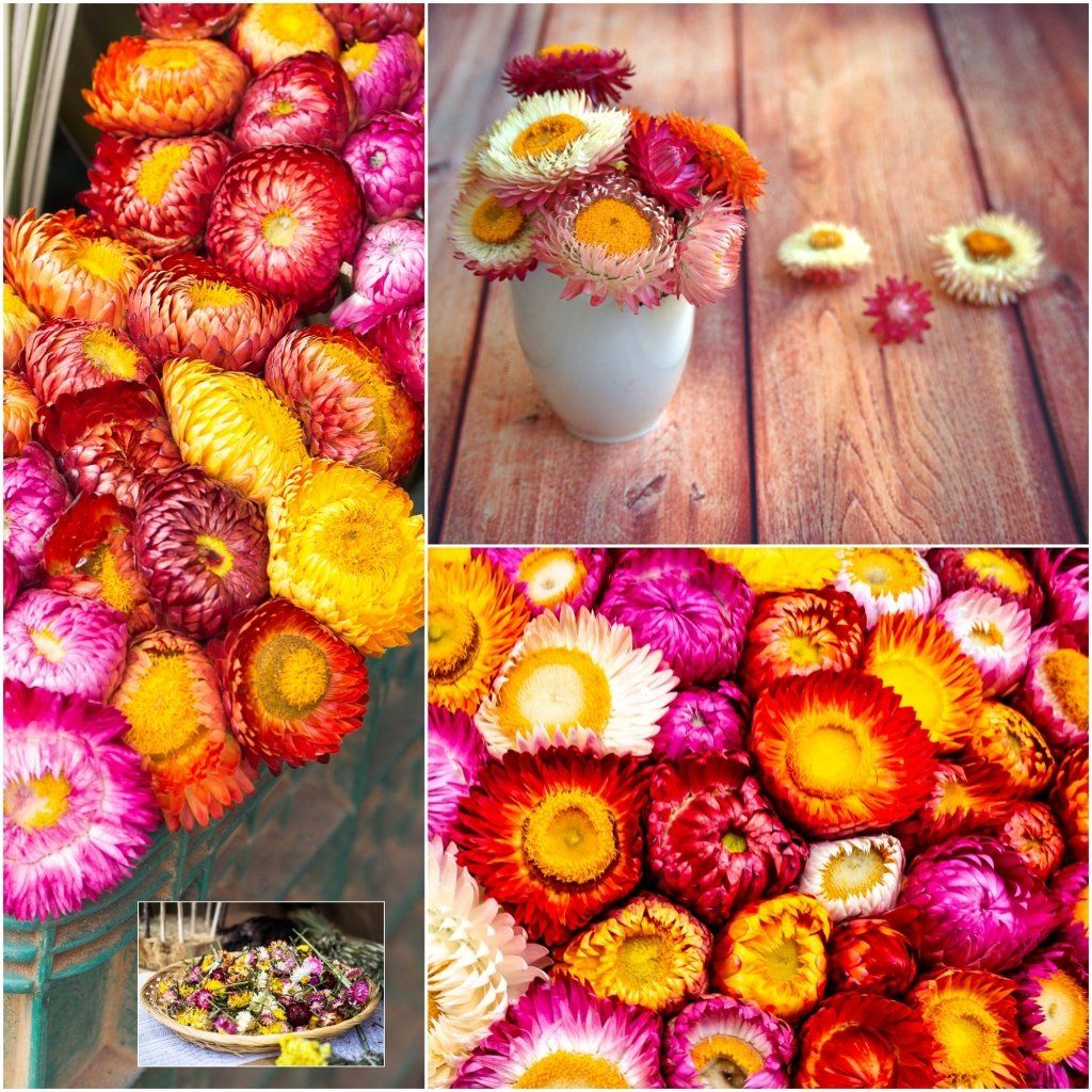 Everlasting Daisy - Mixed seeds