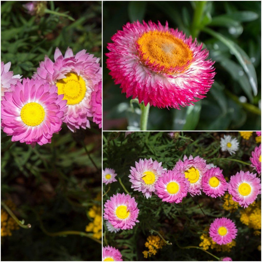 Buy Everlasting Daisy - Pink seeds Online | Happy Valley Seeds