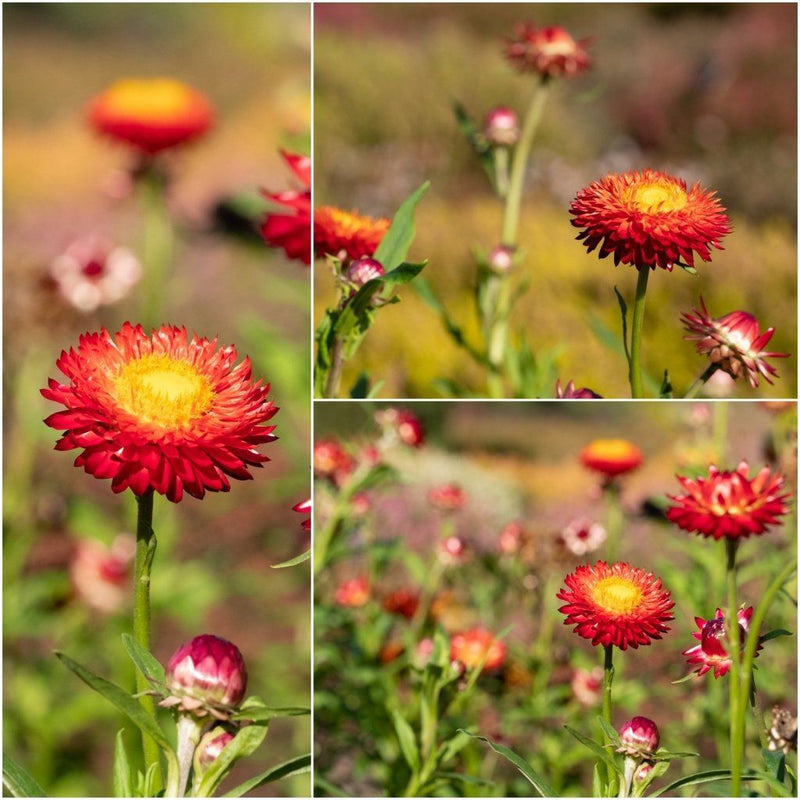 Everlasting Daisy seeds