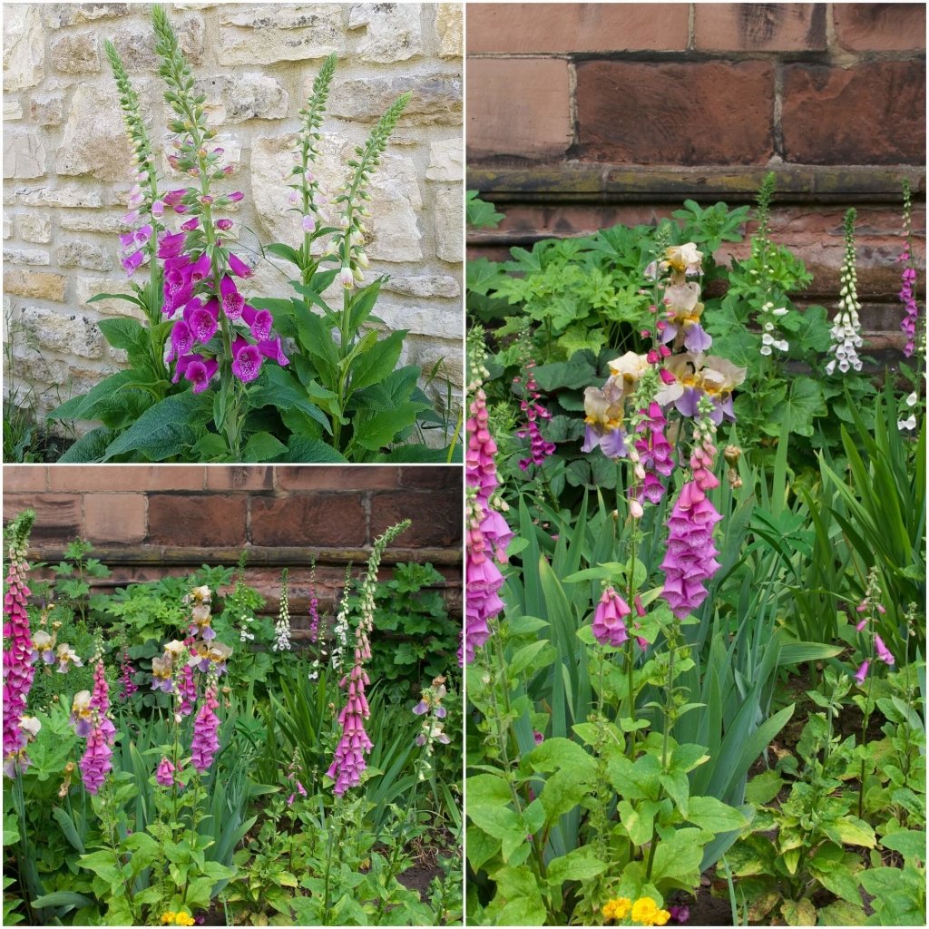 Buy Foxglove - Dwarf Foxy Mix seeds Online | Happy Valley Seeds