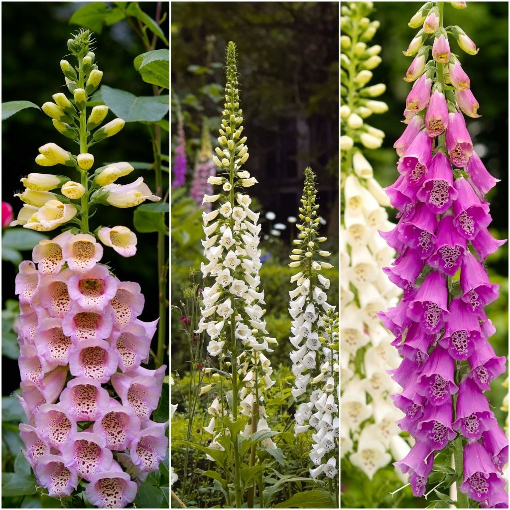 Buy Foxglove - Gloxiniaeflora Mixed seeds Online | Happy Valley Seeds