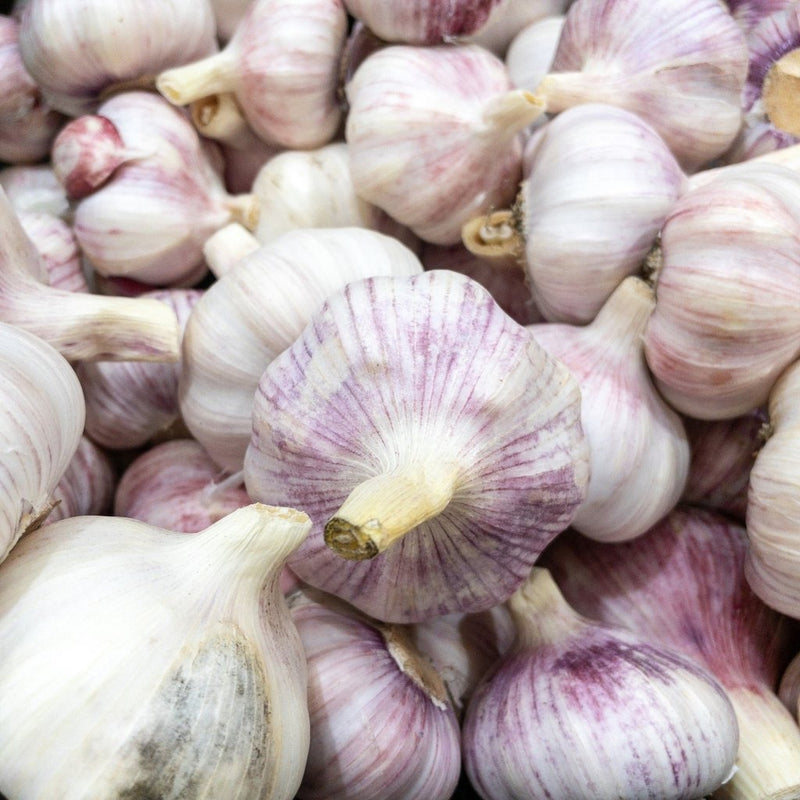 Garlic Bulbs
