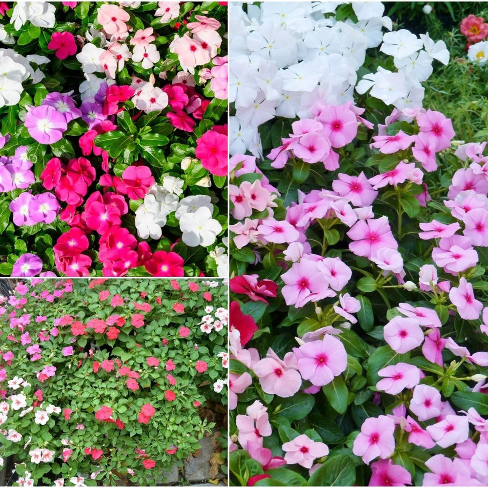 Buy Impatiens Seeds Online | Happy Valley Seeds