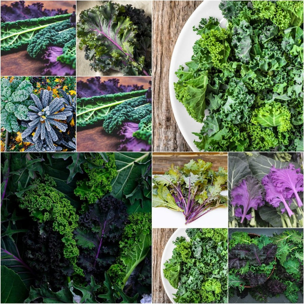 Buy Heirloom Seeds Mix Online | Happy Valley Seeds