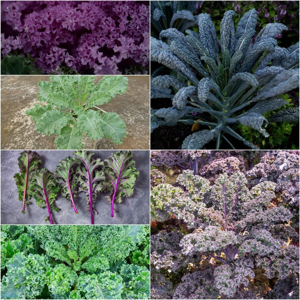 Buy Kale Seeds - Assorted 6 Packs Online | Happy Valley Seeds