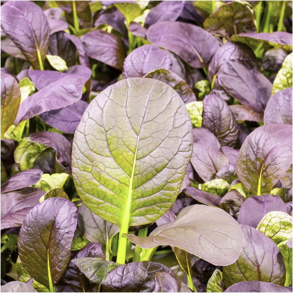 Komatsuna seeds