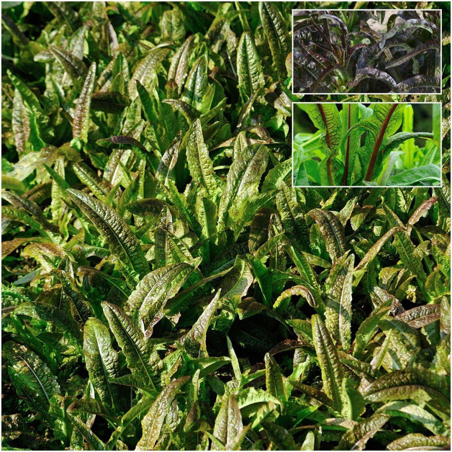 Buy Lettuce - Chinese Purple Sword Celtuce seeds Online | Happy Valley ...