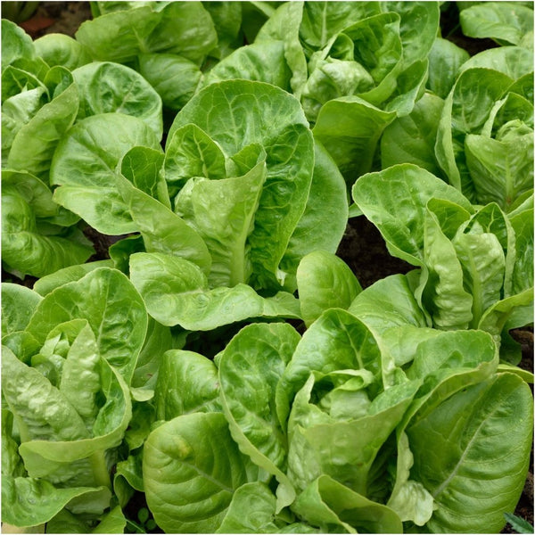 Buy Vegetable Seeds Online Australia | Happy Valley Seeds