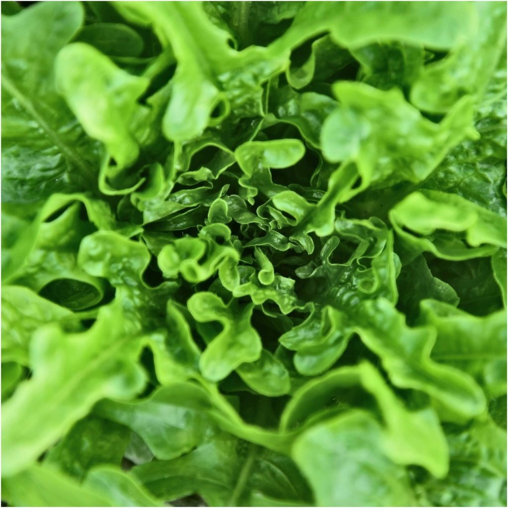 Oak Leaf Lettuce Cut Royal Oak Leaf Lettuce, Looseleaf, Heat Lettuce