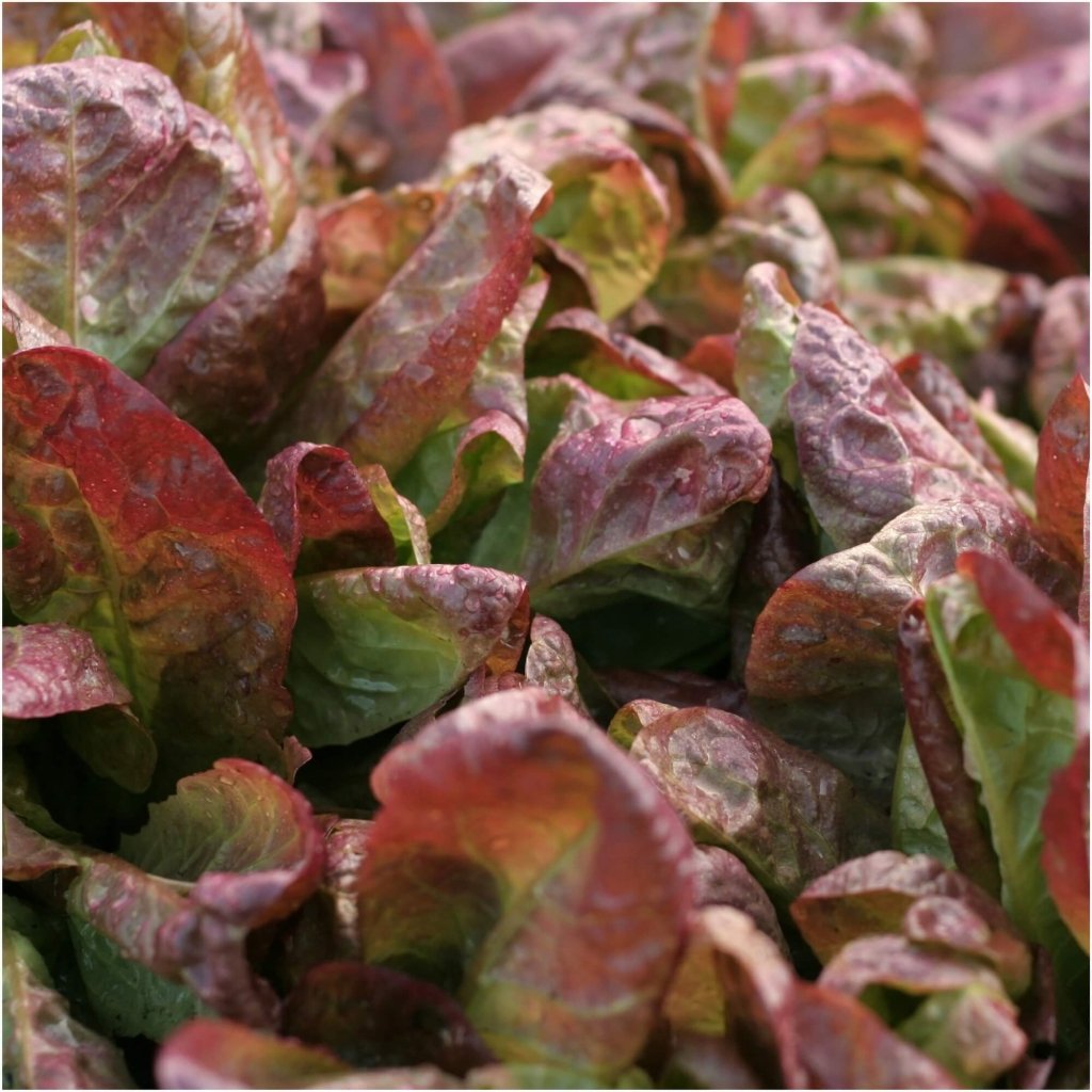 Lettuce - Parris Island Cos Red seeds