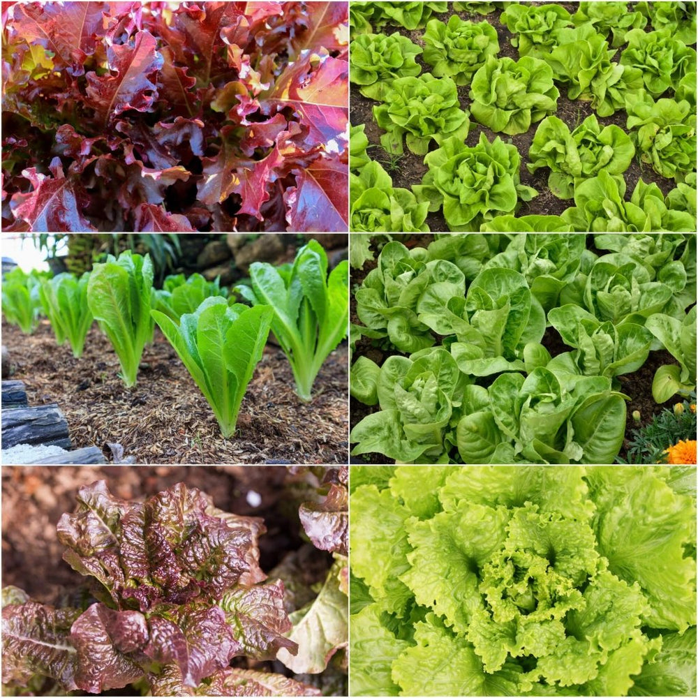 Lettuce Seeds - Assorted 6 Packs