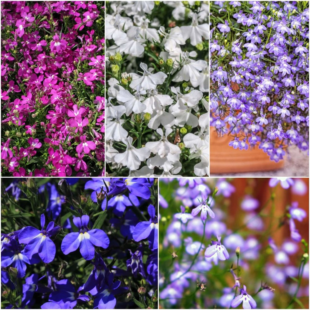 Buy Lobelia - Cascade Mixed seeds Online | Happy Valley Seeds