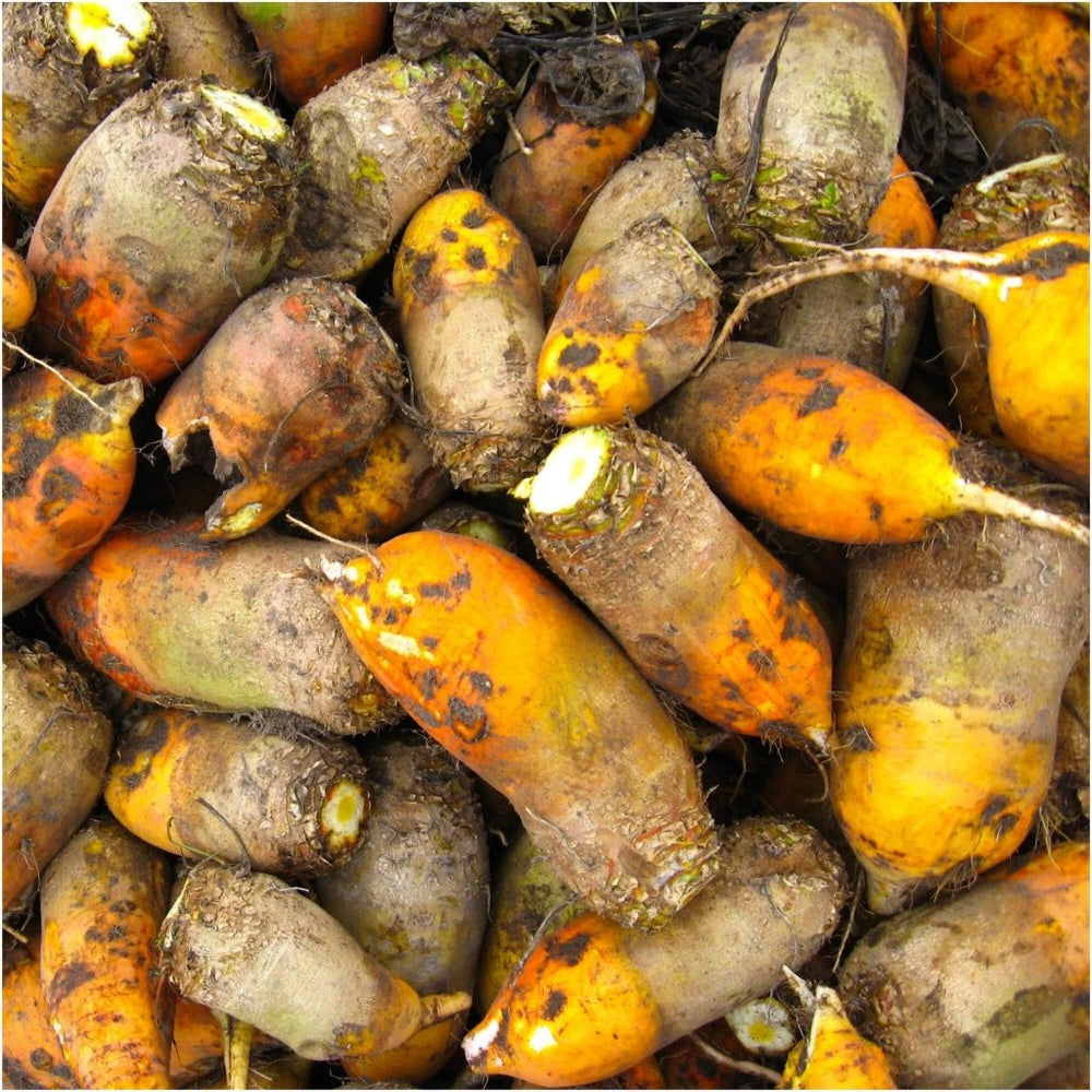 Buy Mangel Wurzel seeds Online | Happy Valley Seeds