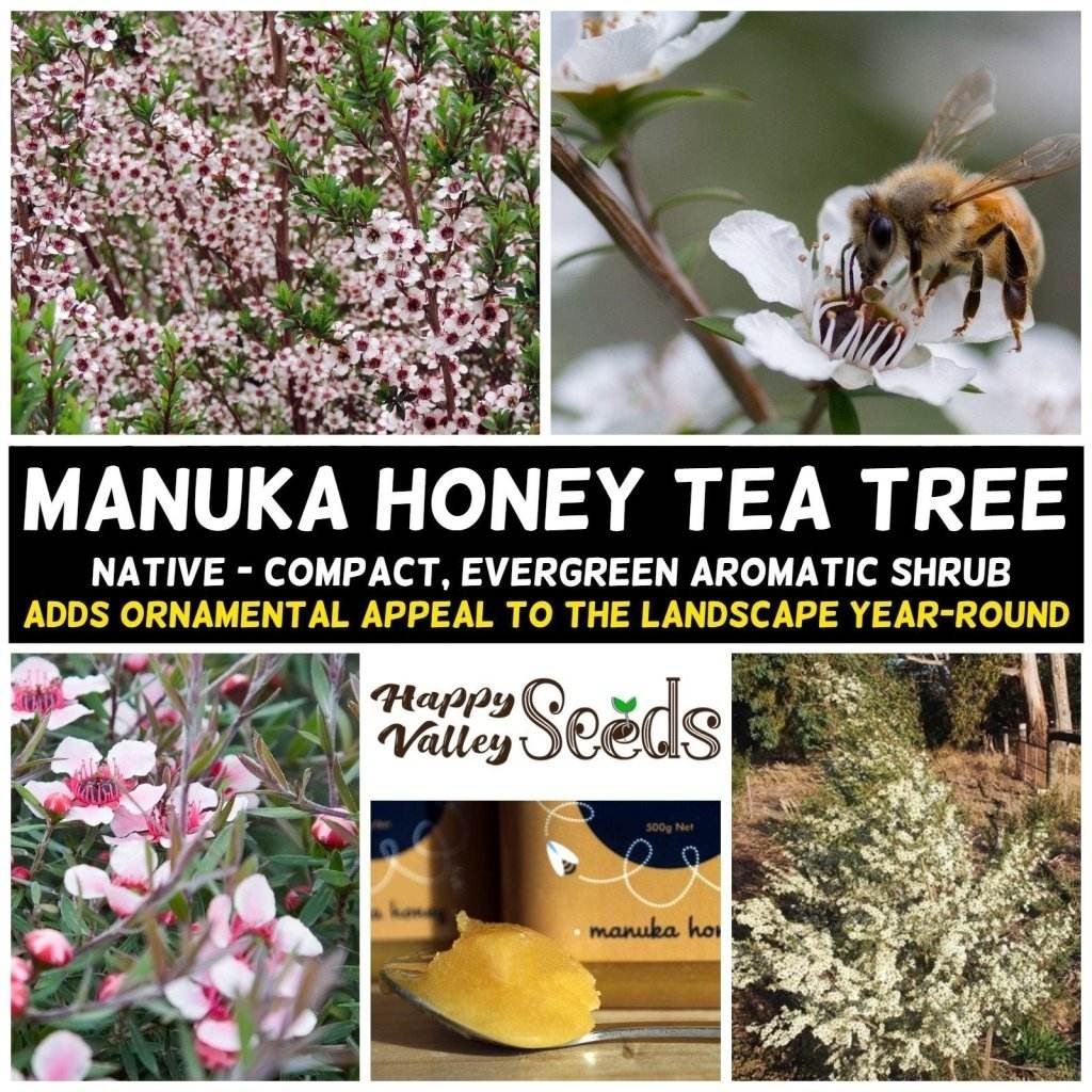 Buy Manuka Honey Tea Tree seeds Online | Happy Valley Seeds