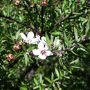 Buy Manuka Honey Tea Tree seeds Online | Happy Valley Seeds