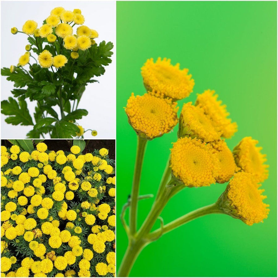 Buy Matricaria (Feverfew) - Golden Ball seeds Online | Happy Valley Seeds