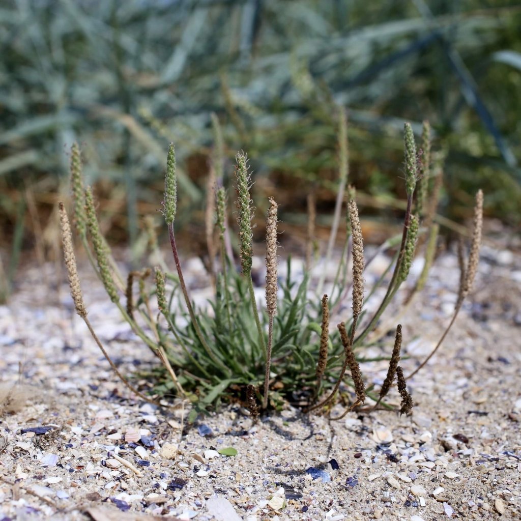 Buy Minutina seeds Online | Happy Valley Seeds